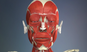 Anatomy – VCU Libraries: Inside The Collection